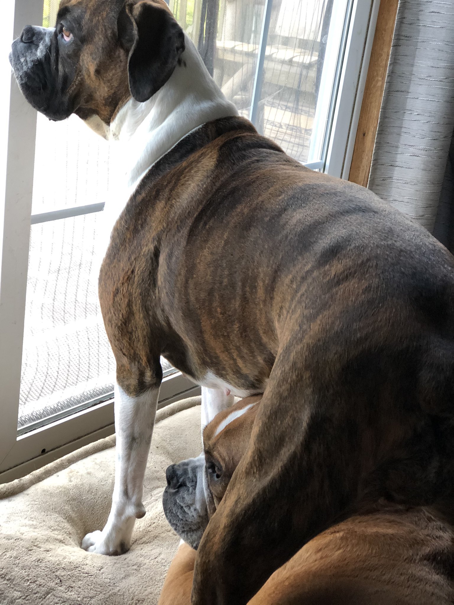 How Long Is A Boxer Pregnant For