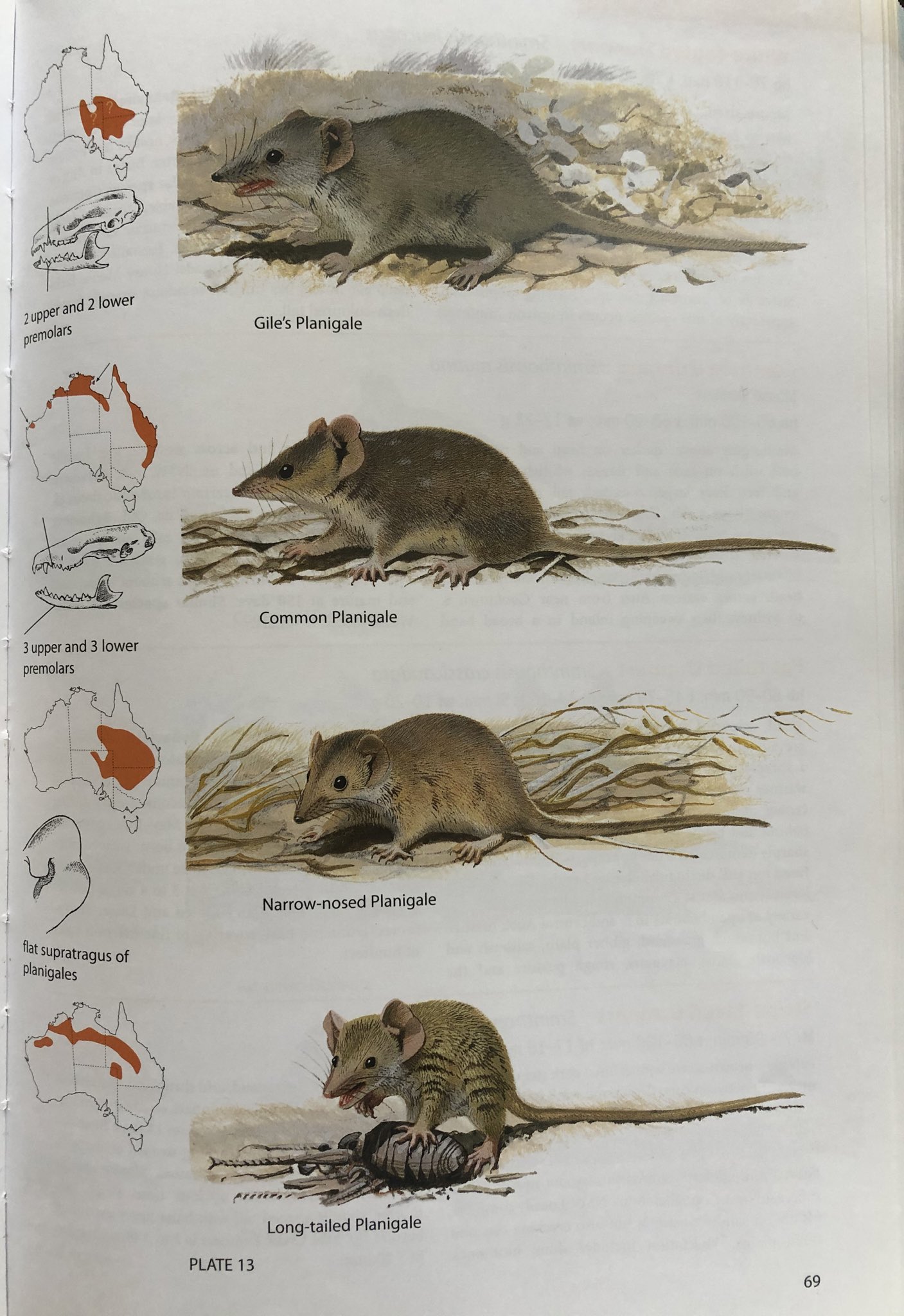 Long Tailed Planigale