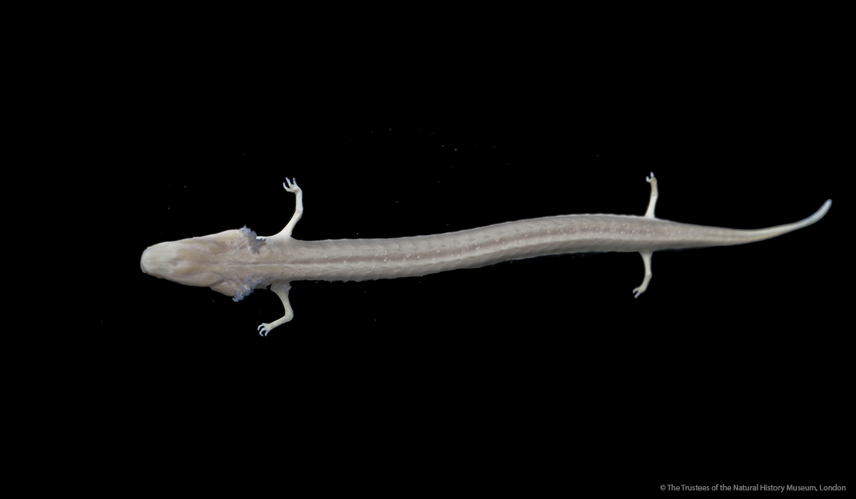 Real Dragon Found In Cave