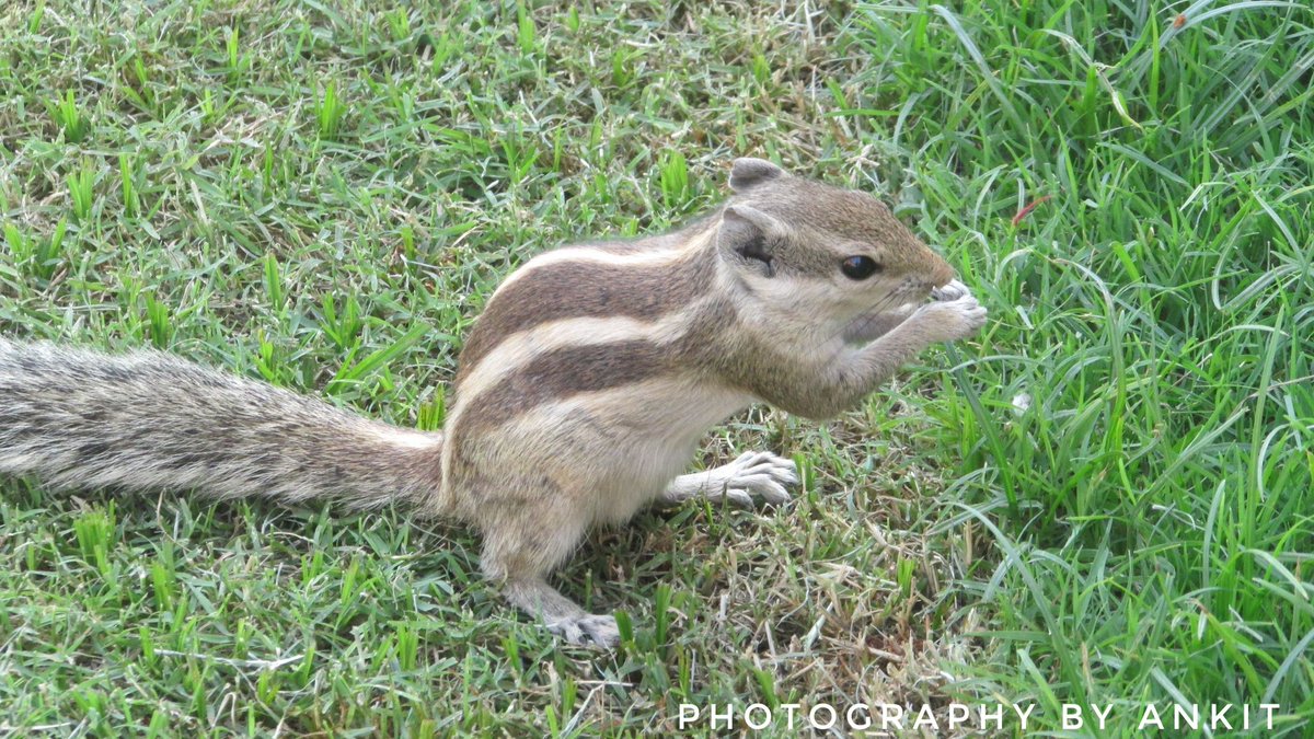 Ankit Mondal (@name__is_ankit) | Twitter