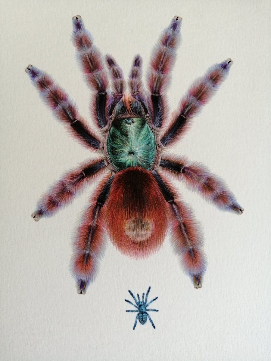 Avicularia Versicolor Sling