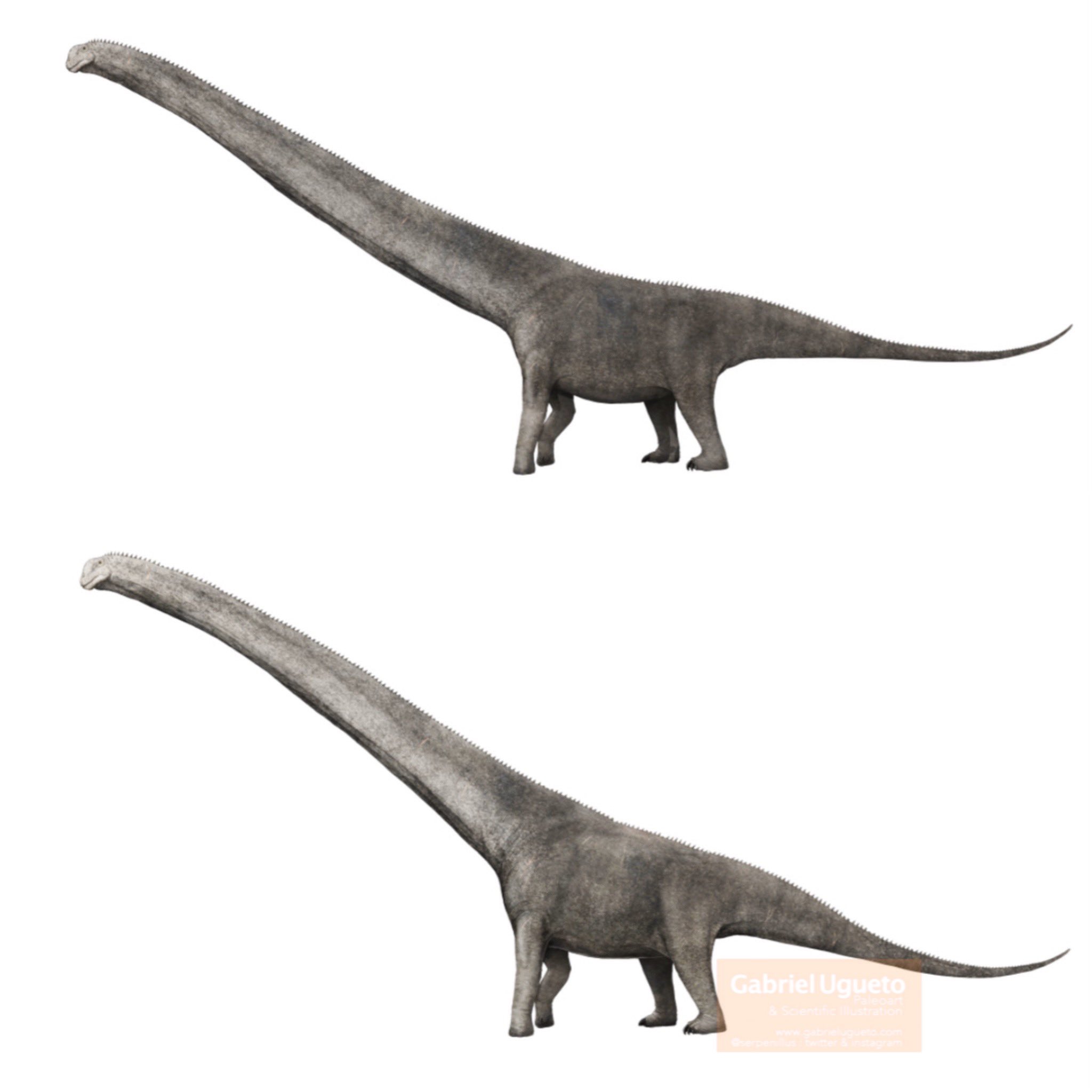 Mamenchisaurus Sinocanadorum Artwork Of Mamenchisaurus Stock Image