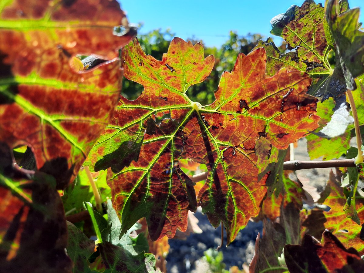 Patho Solutions (@PathoSolutions) | Twitter