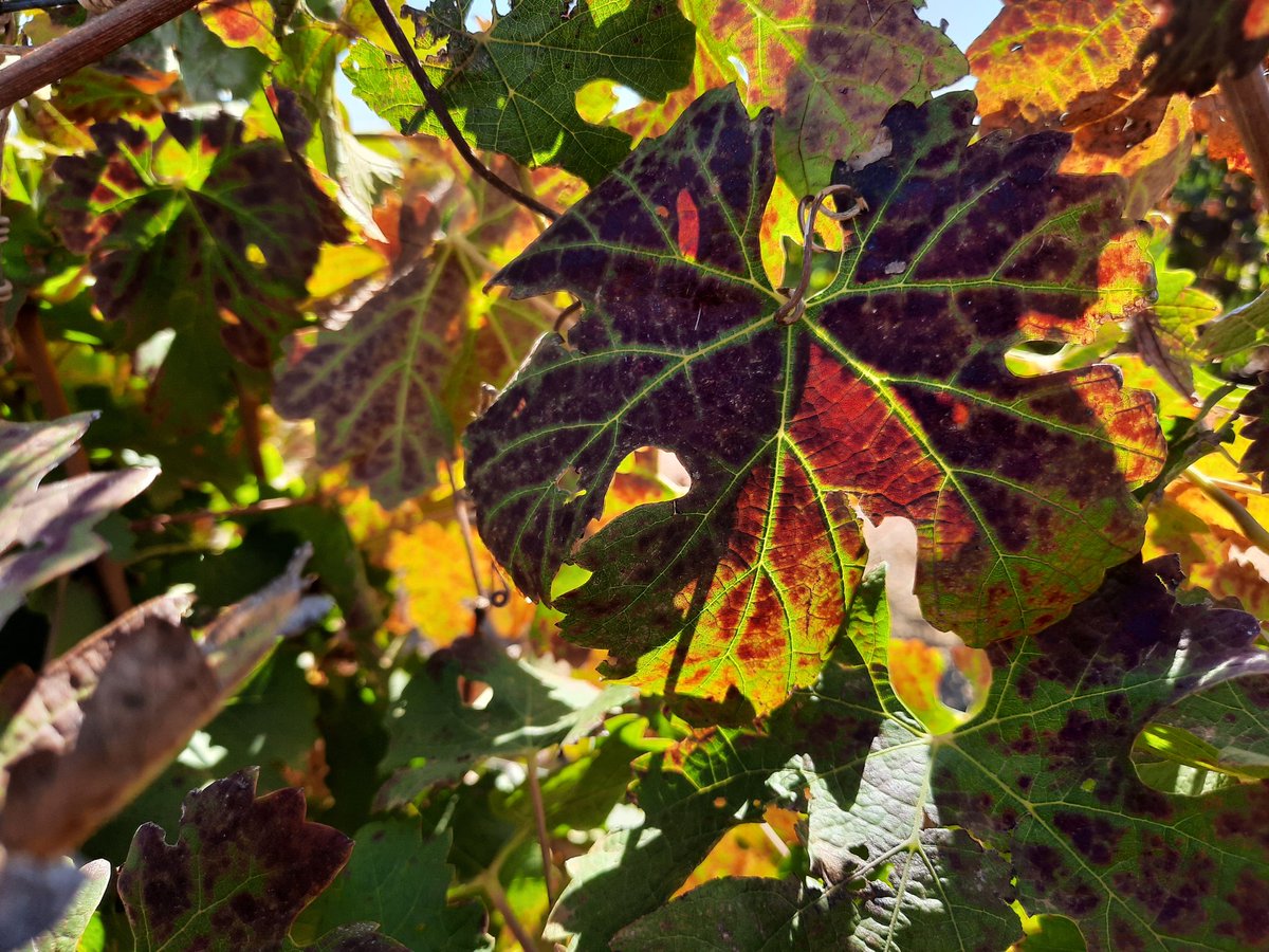 Patho Solutions (@PathoSolutions) | Twitter