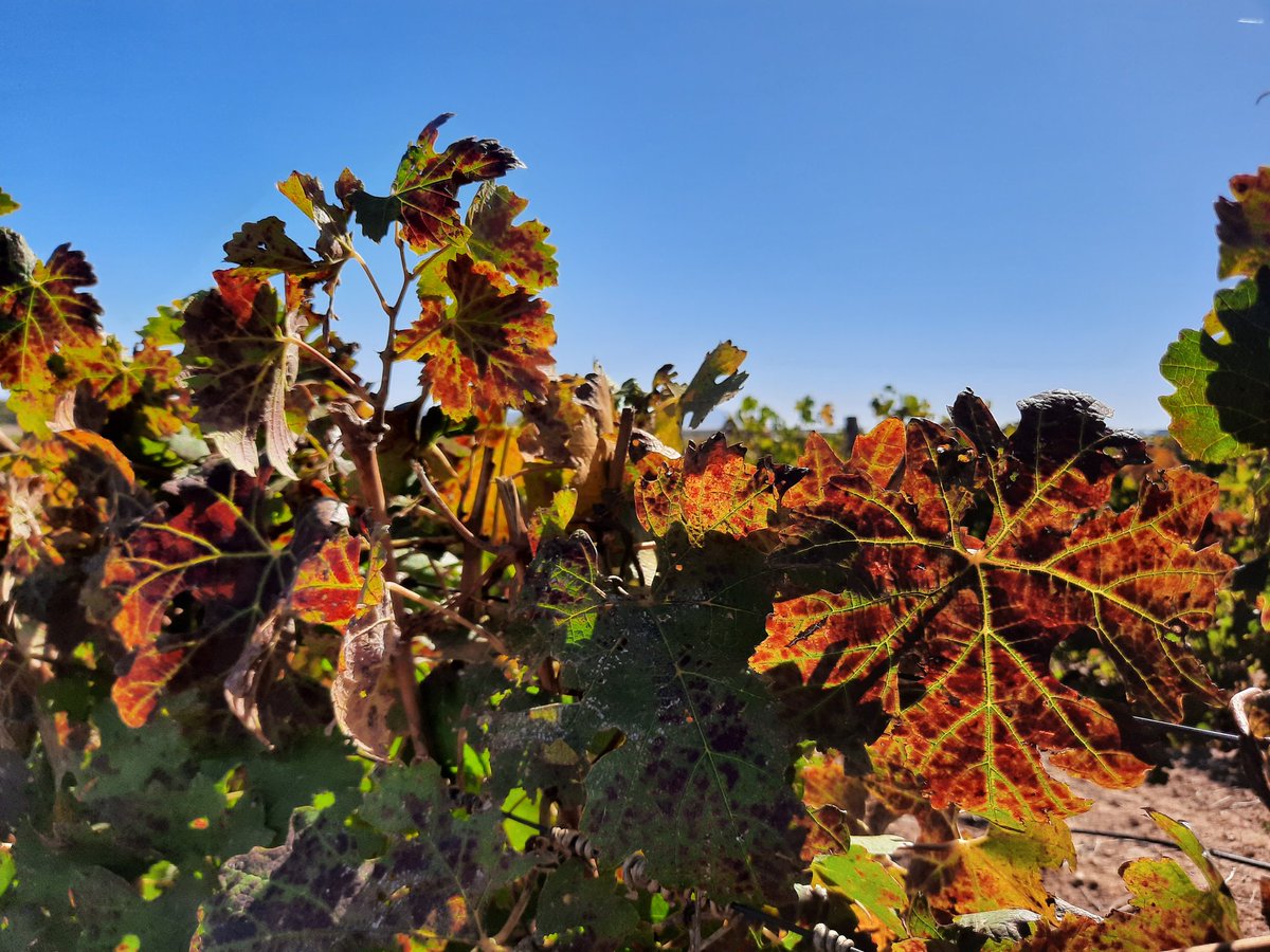 Patho Solutions (@PathoSolutions) | Twitter