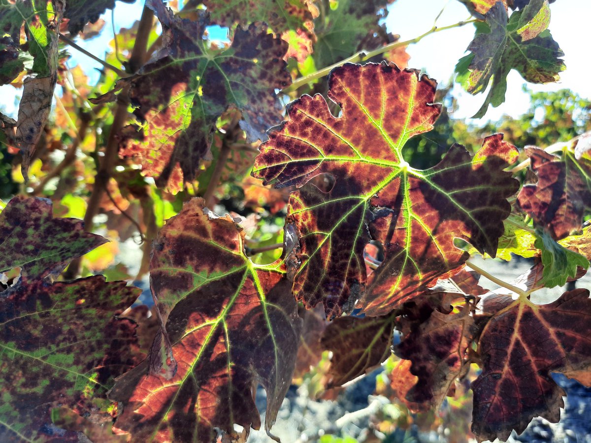 Patho Solutions (@PathoSolutions) | Twitter