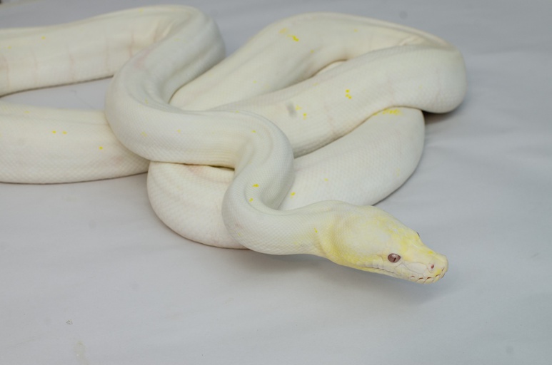 Albino Super Tiger Reticulated Python