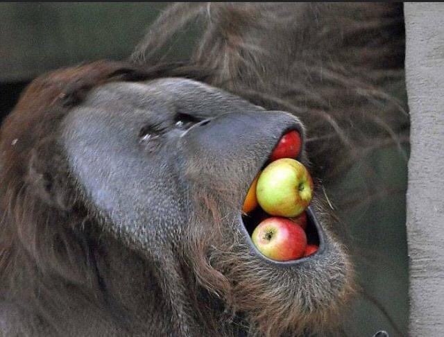 apple🍎 (effect: keeps the doctor away) : r/memes