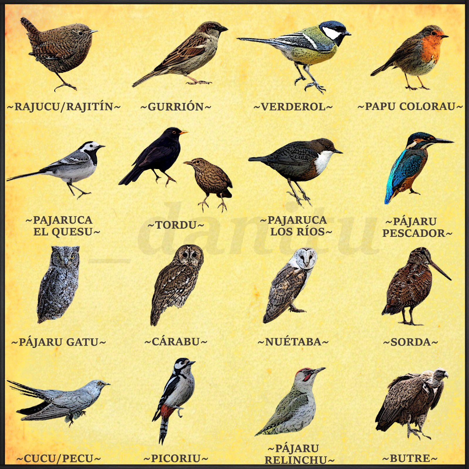 Nombres Et Types De Pajaros
