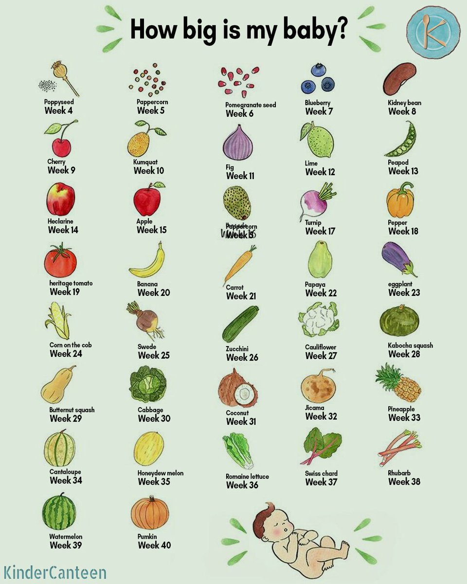Fetal Growth Chart Fruit 17 Weeks Pregnant: Symptoms, Baby's Size,
