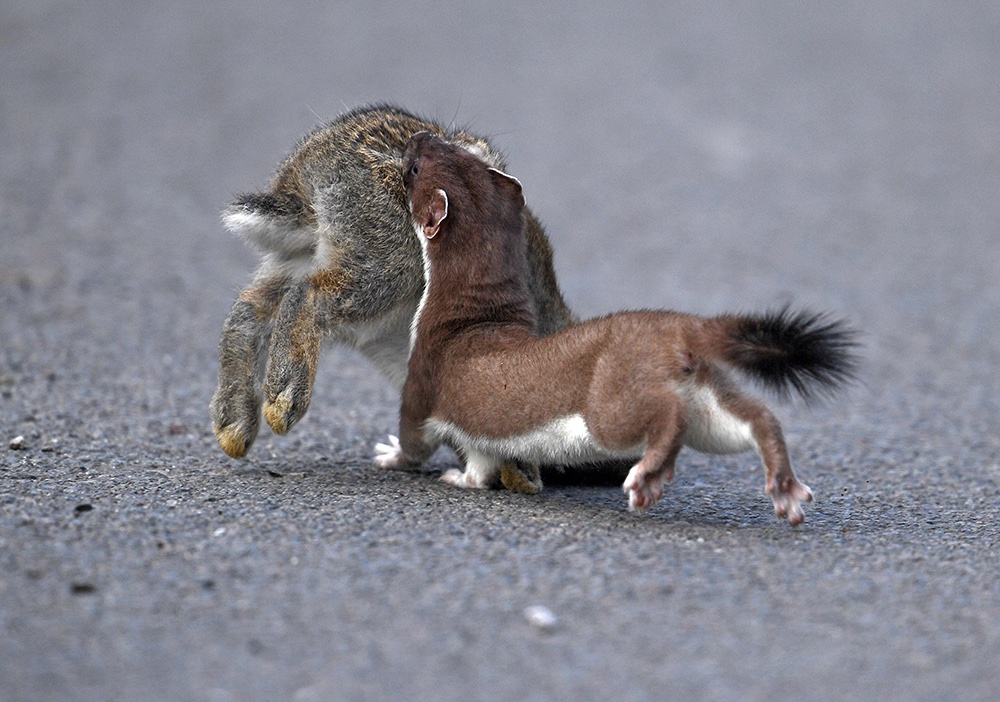 Stoat Kit Kits And Rabbits