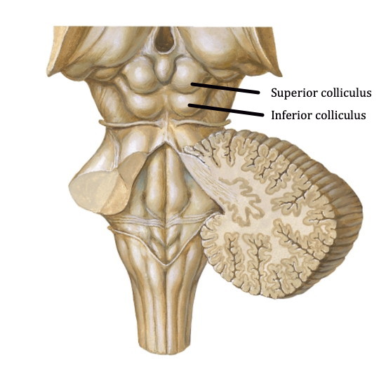 Inferior Colliculus