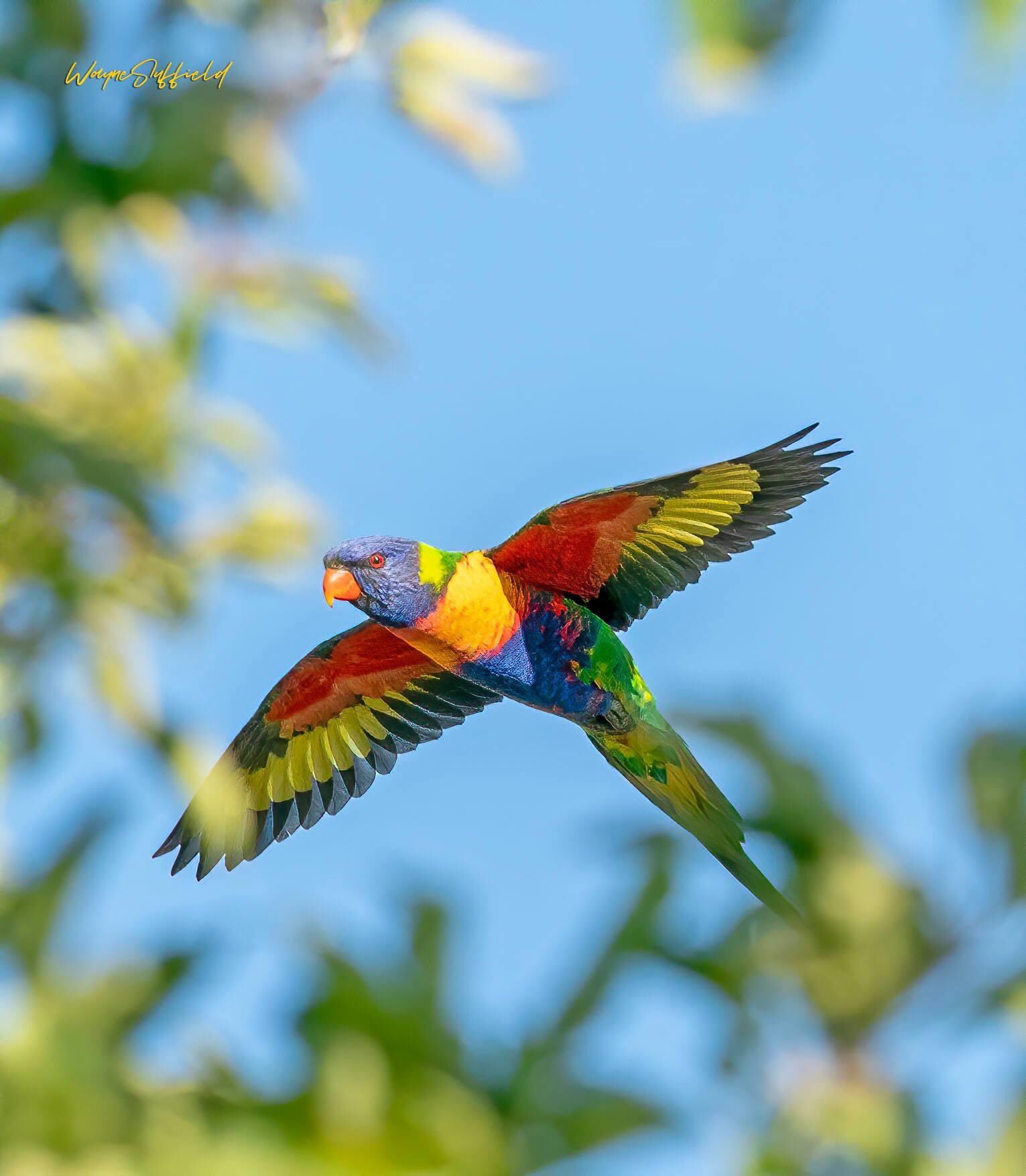 Rainbow Lory Flying
