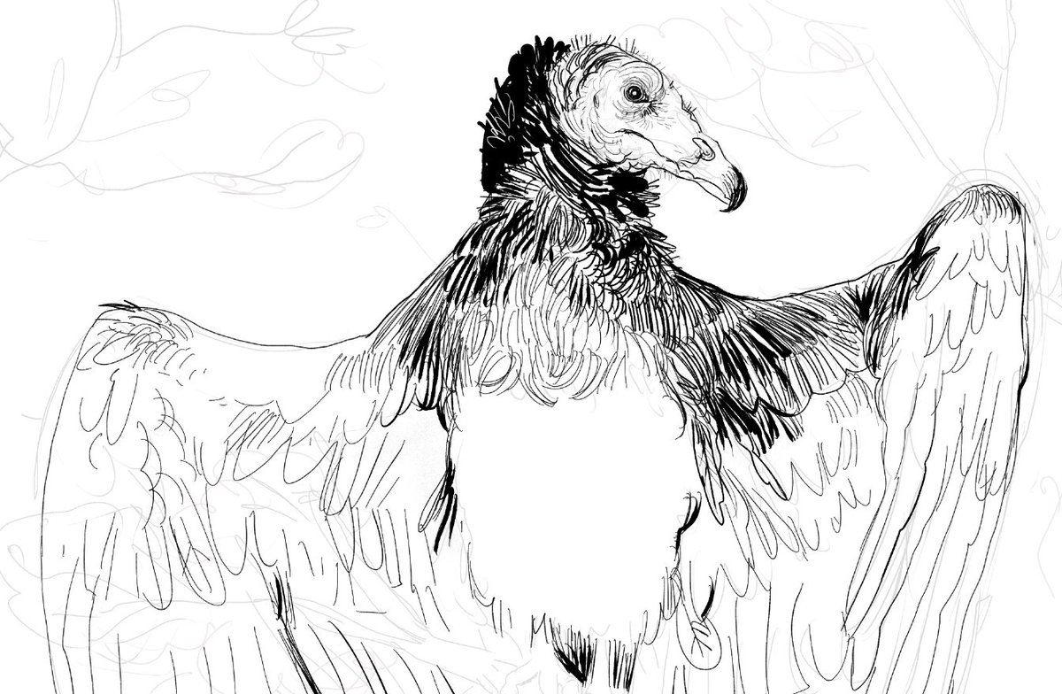 Vulture Line Drawing