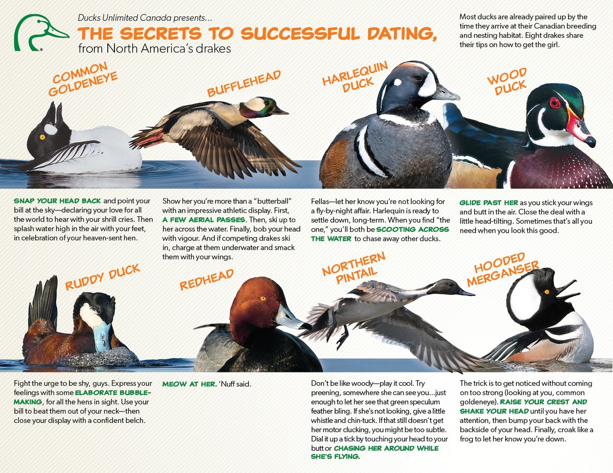 Ducks Unlimited Duck Identification Poster