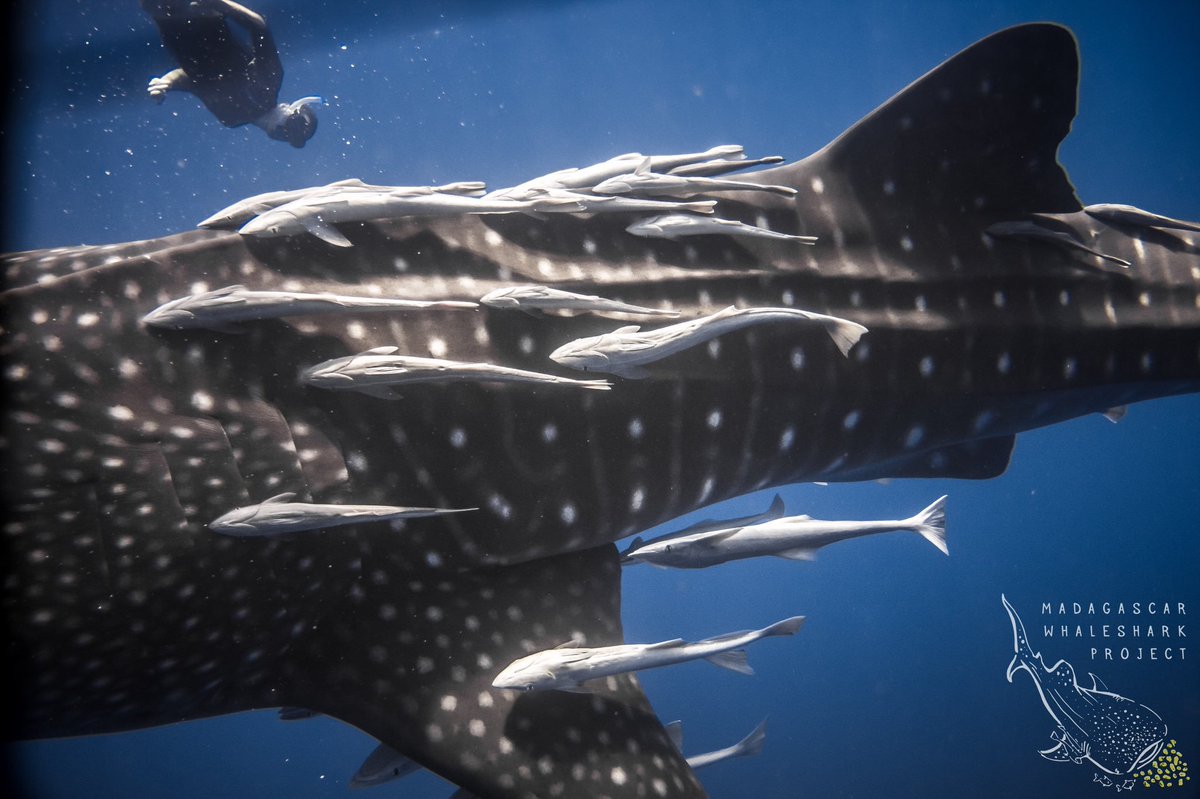 Remora Fish Whale Shark