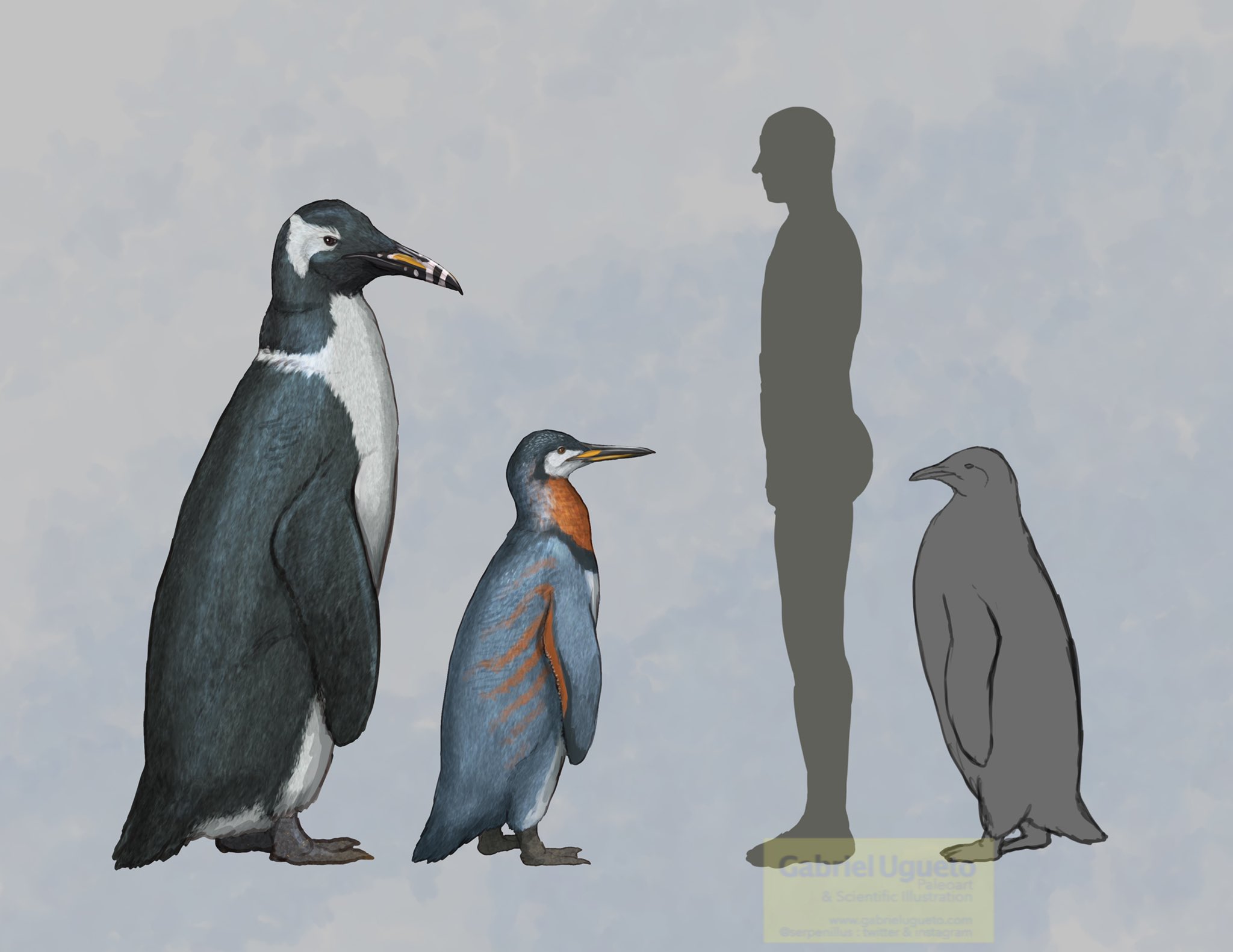 Emperor Penguin Size To Human