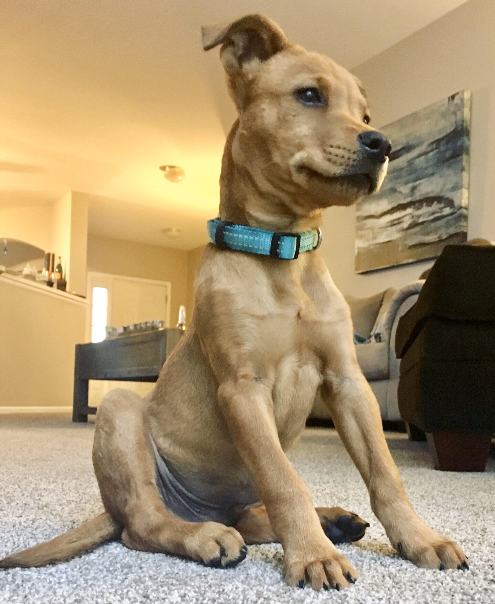 Scrappy Doo Real Life