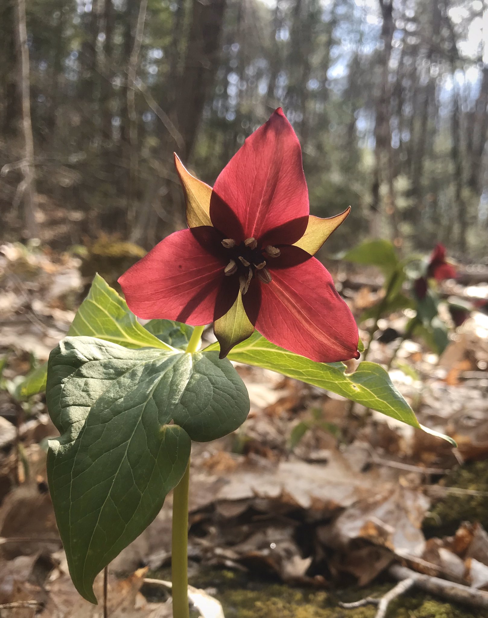 Stinking Benjamin Trillium