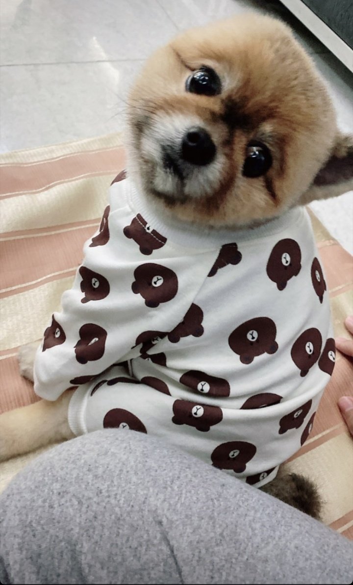 Mewlions Philippines on Twitter: "04-26-2020 🐶 https://t.co/YAjEt2IPP2" / Twitter