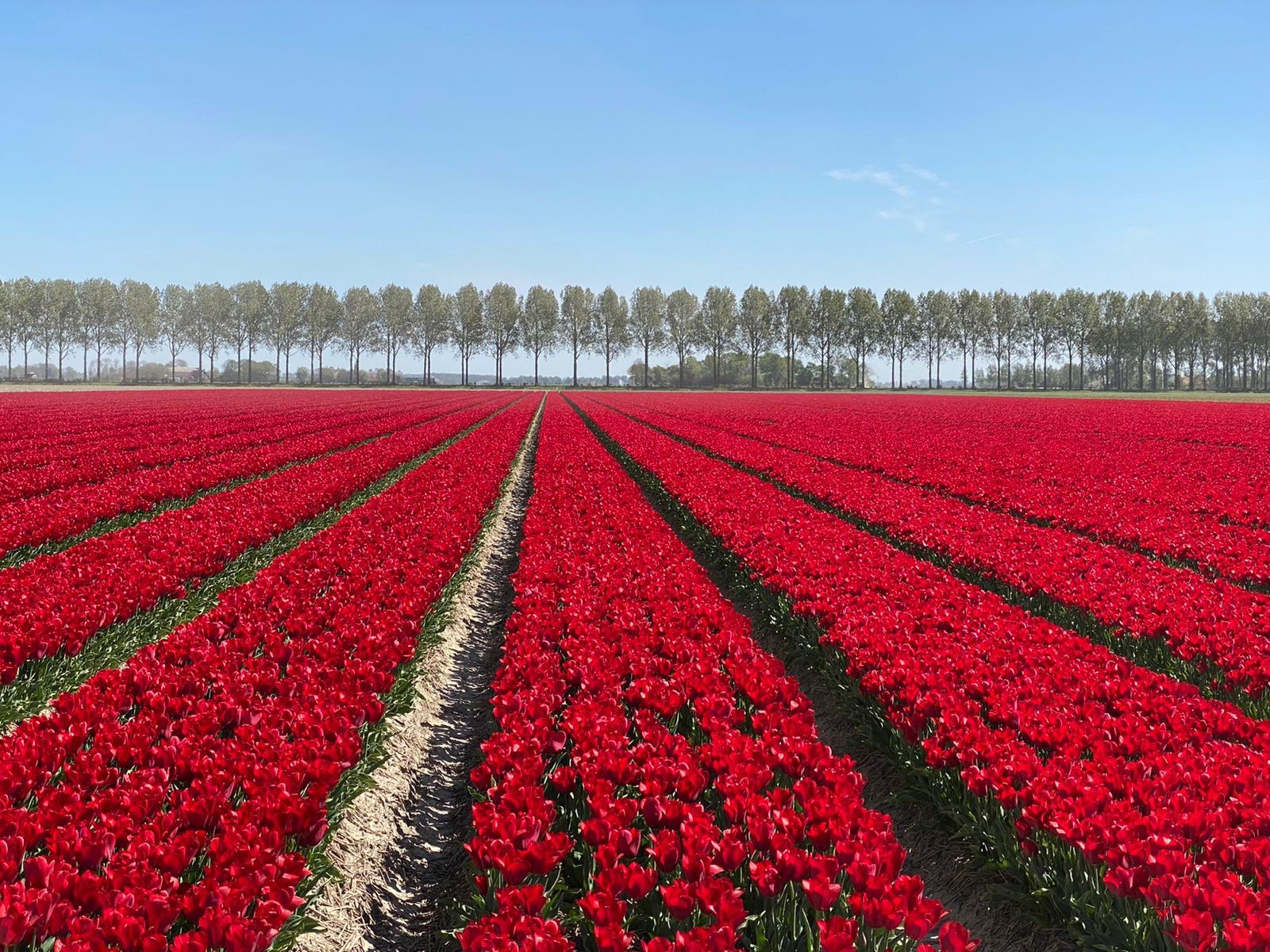 Field Of Red Tulips