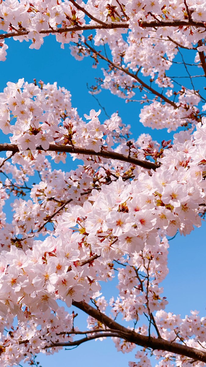 miya(ミヤマアユミ)のイラスト