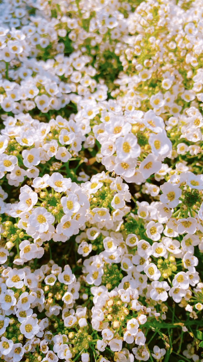 miya(ミヤマアユミ)のイラスト