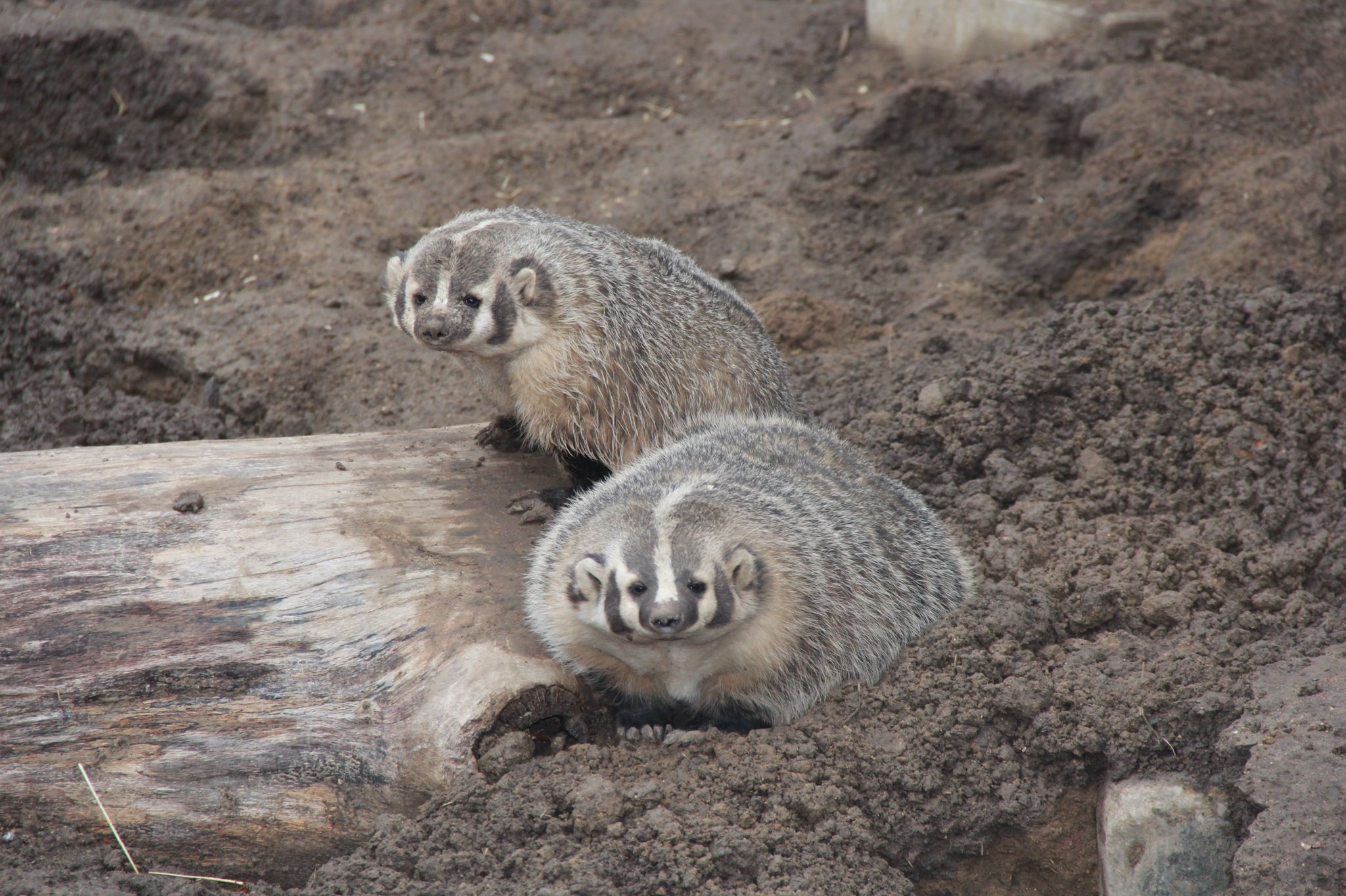 Wisconsin State Reptile