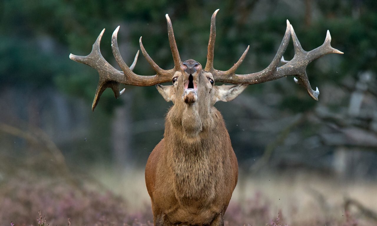 Red Stag Ireland