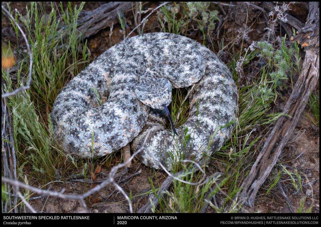 Blue Speckled Rattlesnake
