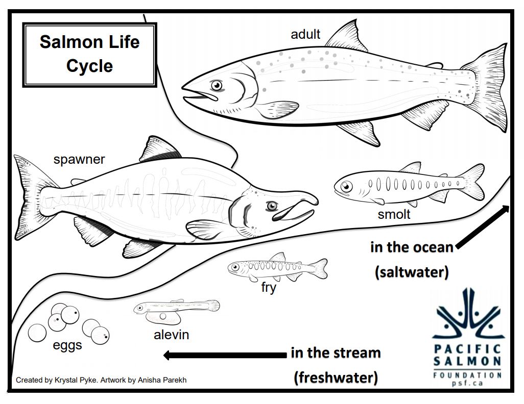 Salmon Life Cycle Diagram