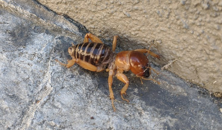 Potato Bugs In California