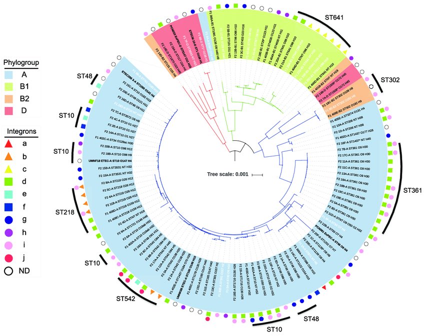How to create your phylogenetic tree Step-by-Step ?Edit your sequence ...