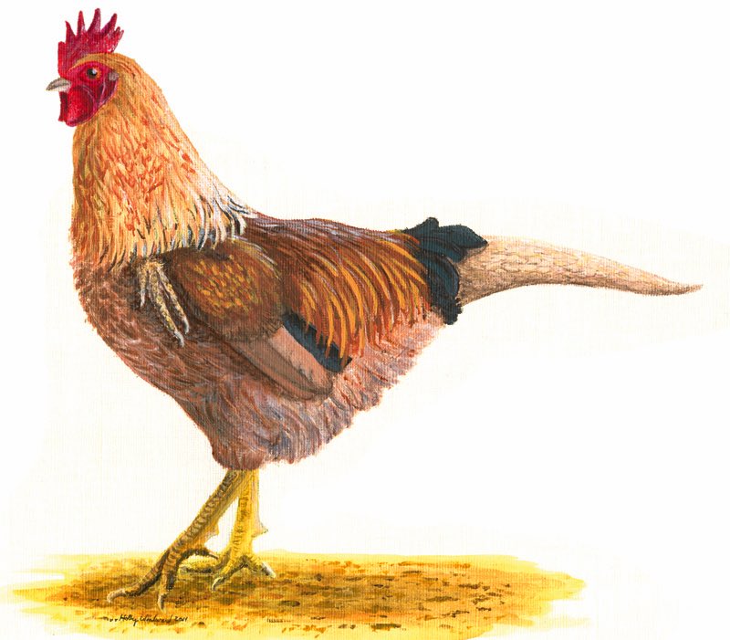 Chicken With Teeth Atavism