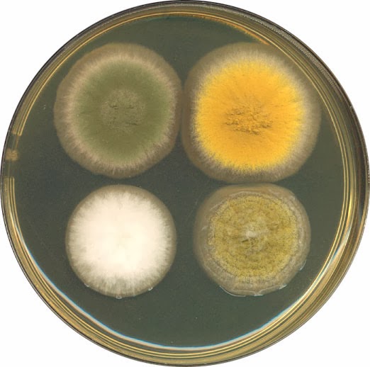 Colonia De Aspergillus