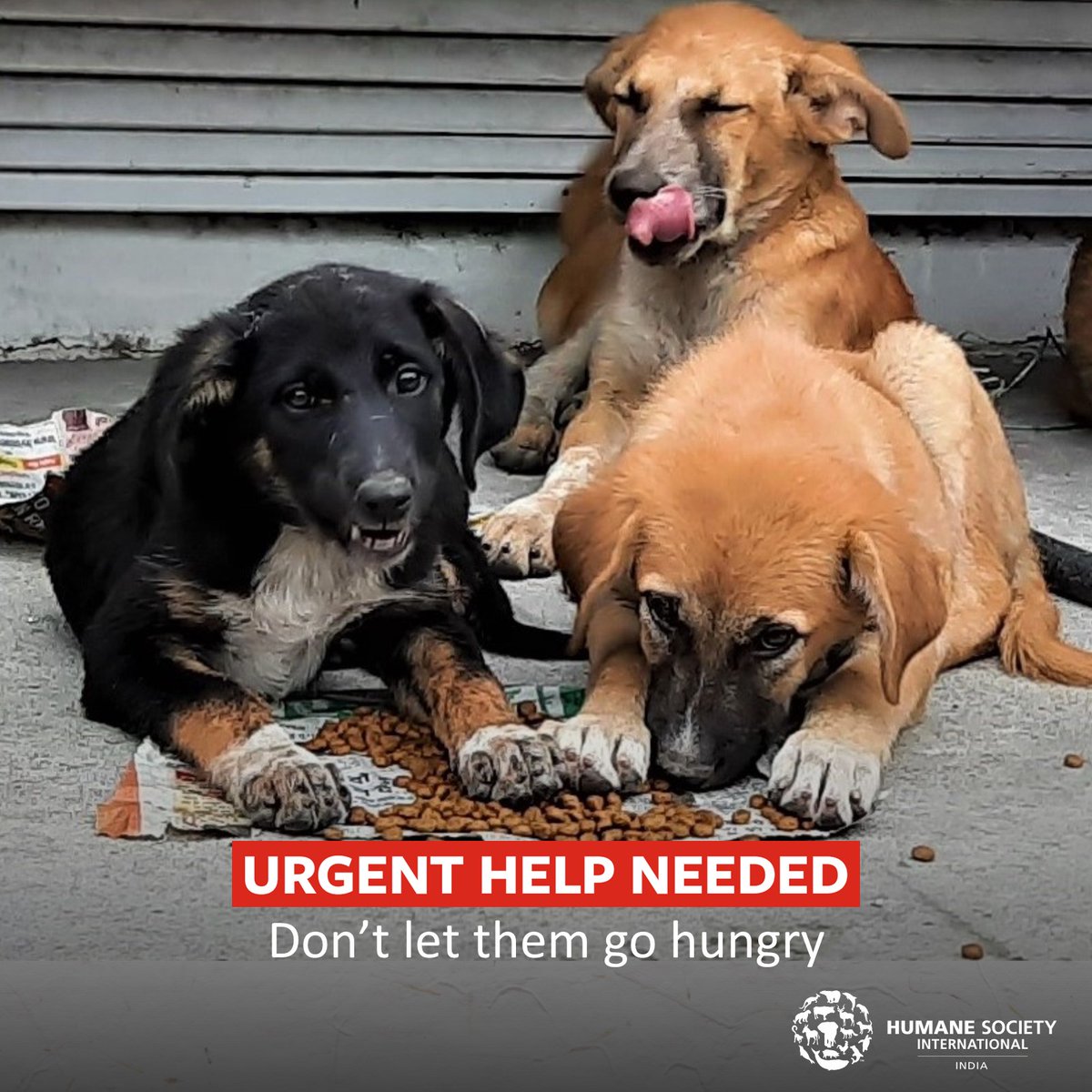 How Can We Help Street Dogs