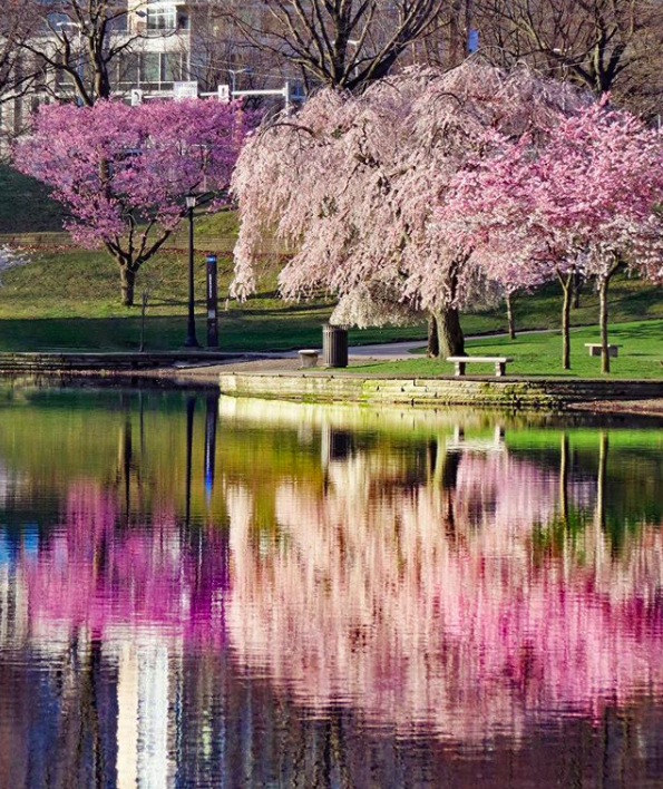 The gorgeous scenes at Wade Lagoon in springtime are our favorites ...