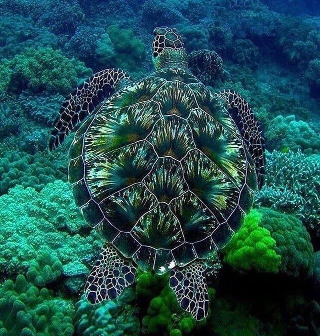 Patterns And Textures In Nature