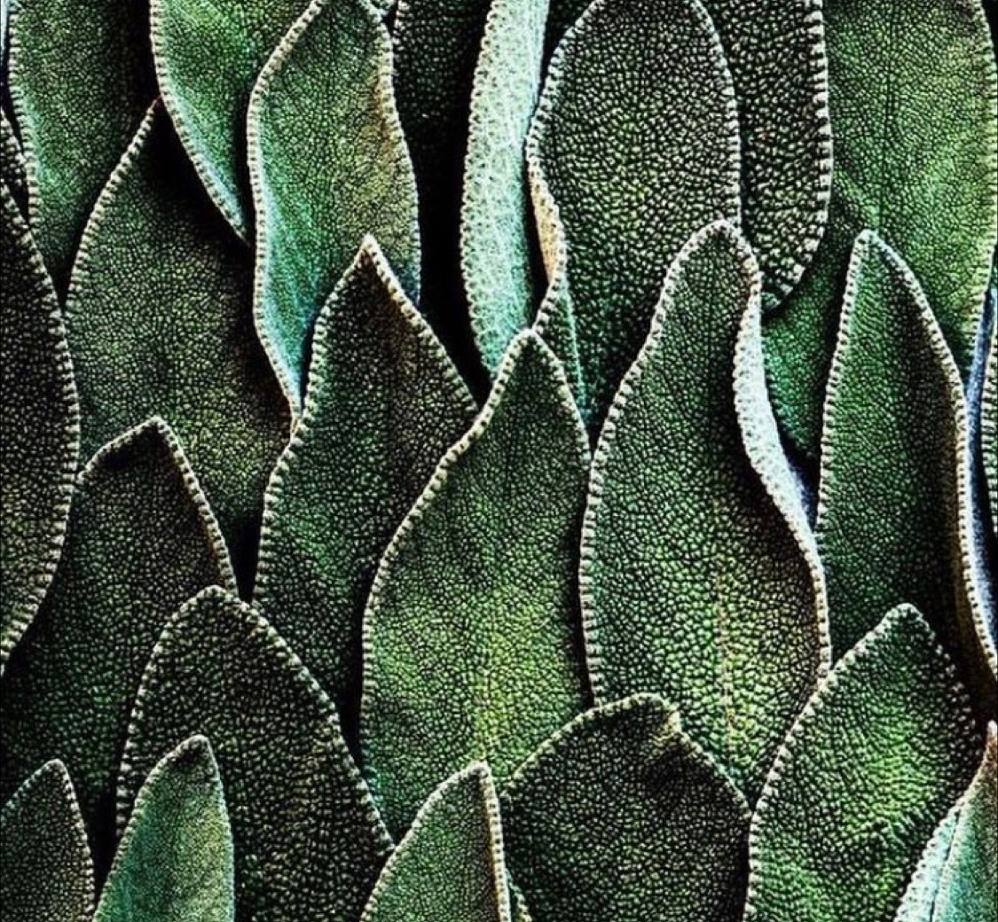 Patterns And Textures In Nature