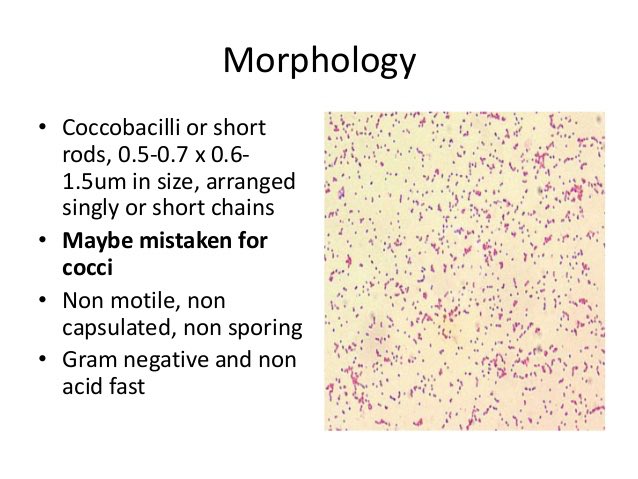 Negaitive Coccobacillus Gram