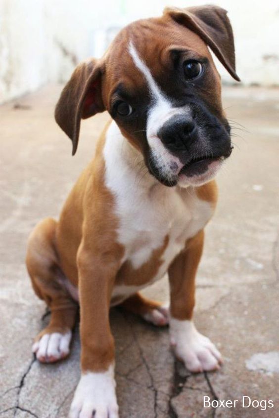 Grey Boxer Puppies