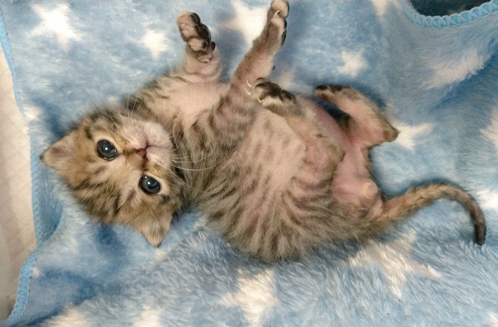 ゴロー🐾 on X: ゴロー🐾 on X: