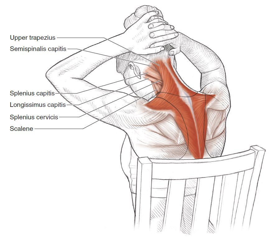 The Location Of Peak Upper Trapezius Muscle Activity During – WDXO