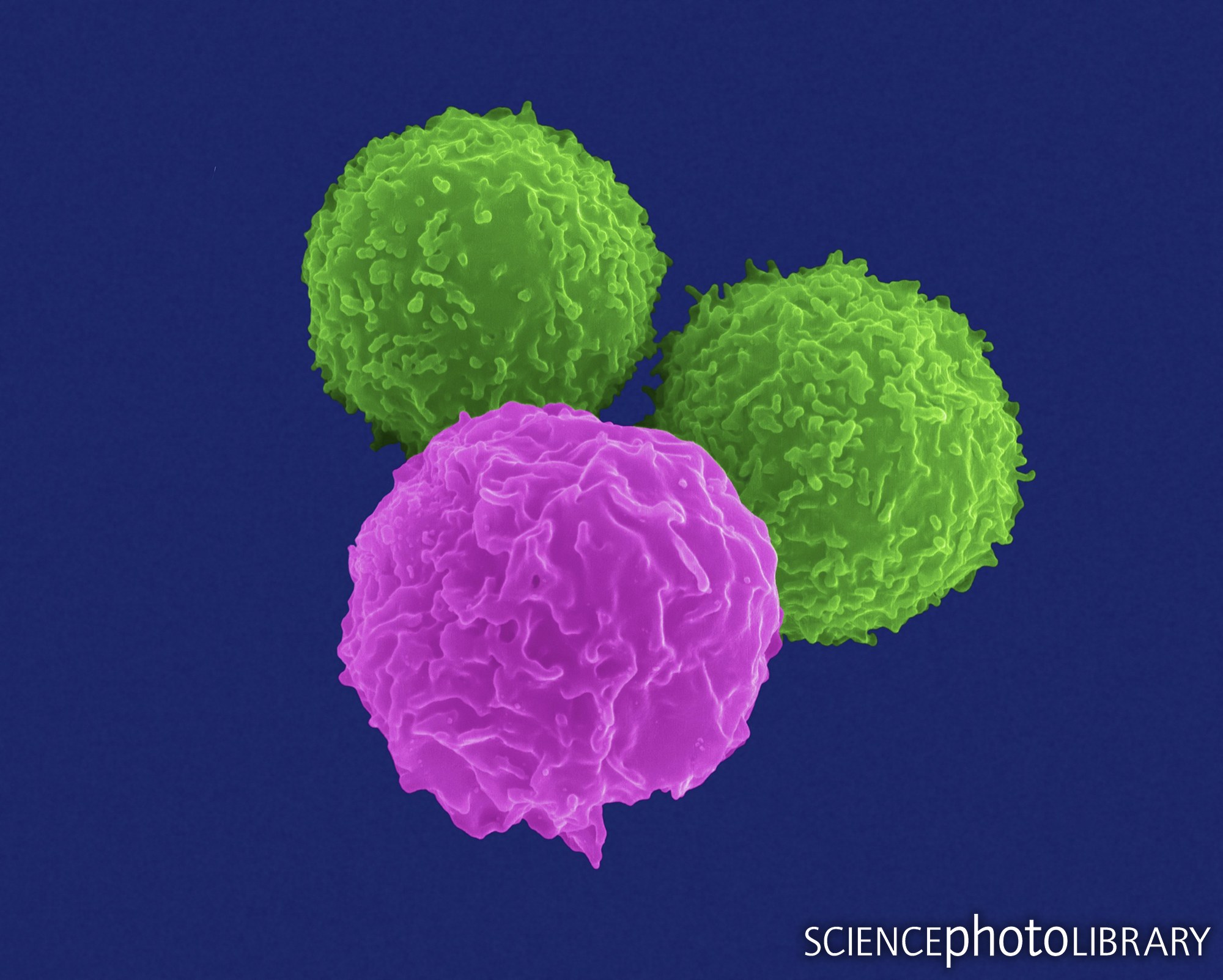 Helper T Cells Microscope