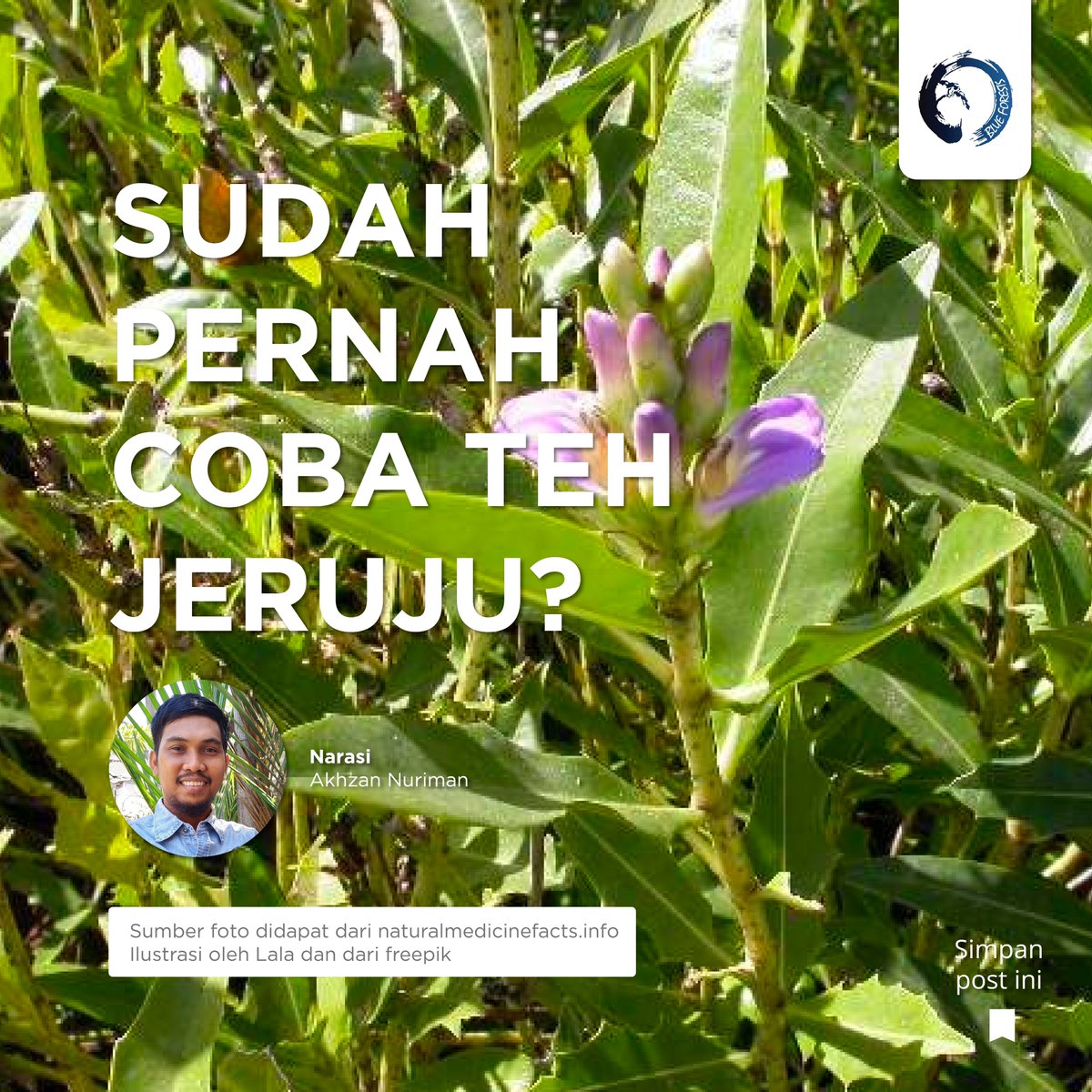 bentuk bunga jeruju - Adrian King