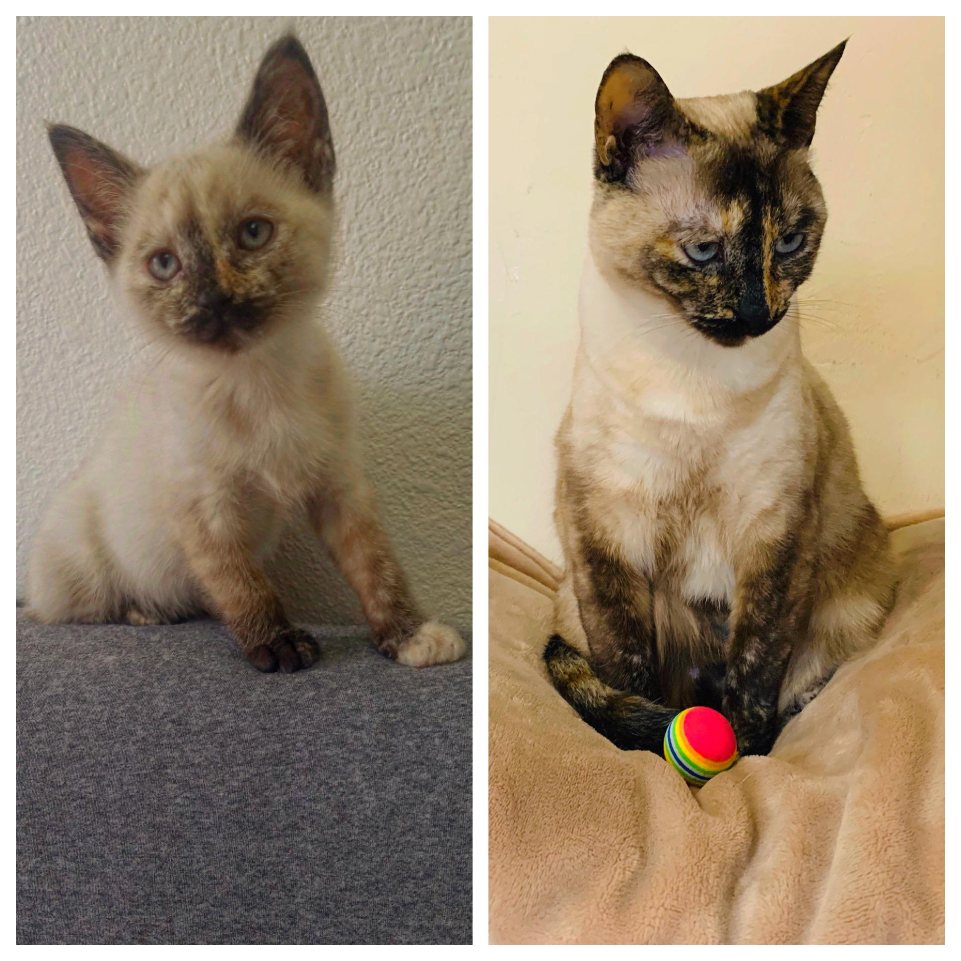 Tortie Point Siamese