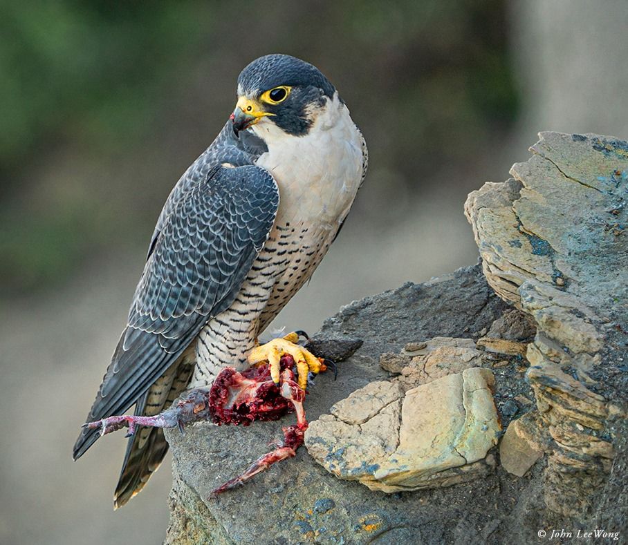 Peregrine Falcon Back