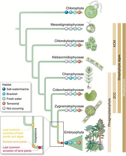 Land Plant Phylogenetic Tree