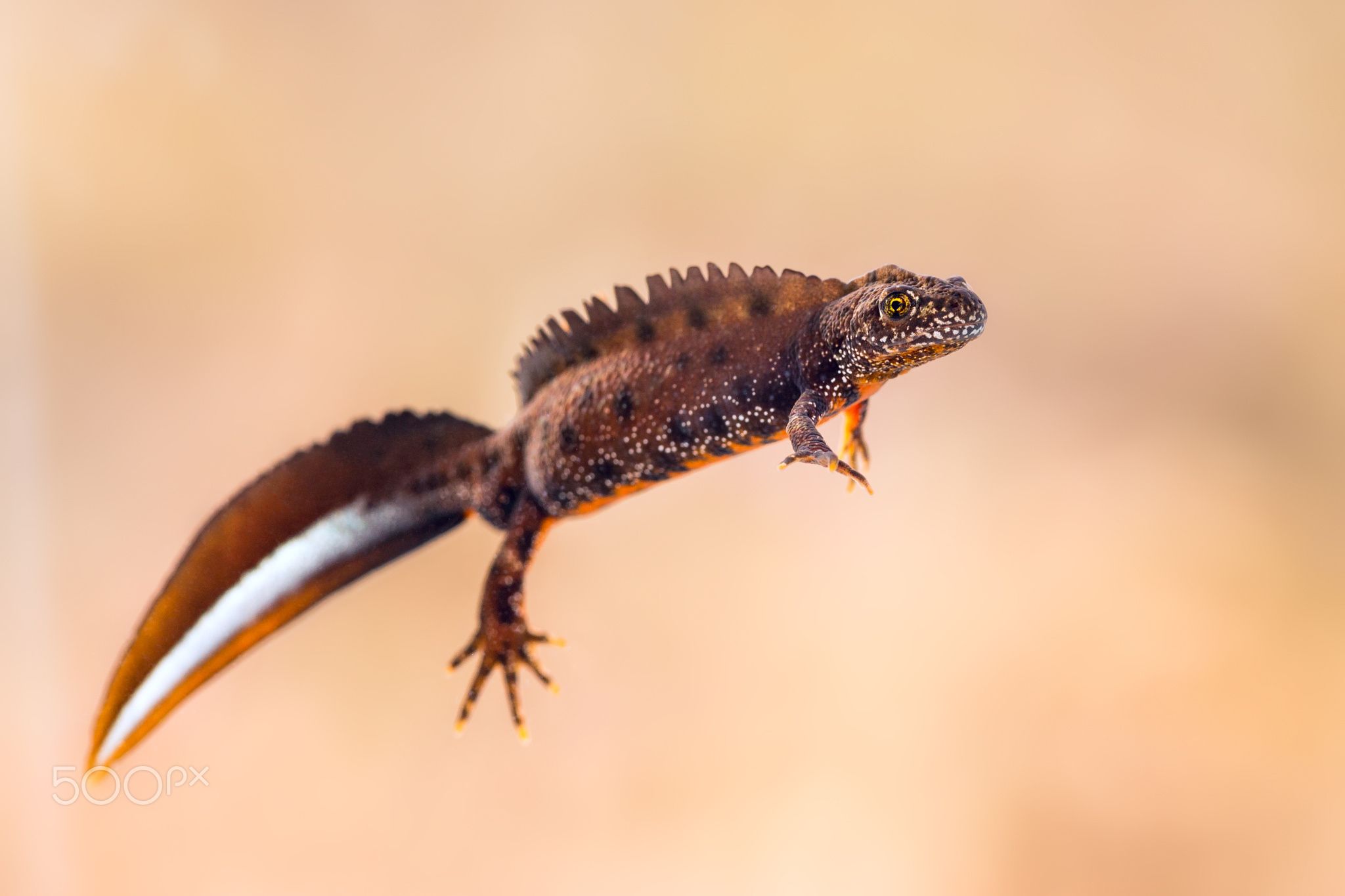Northern Crested Newt
