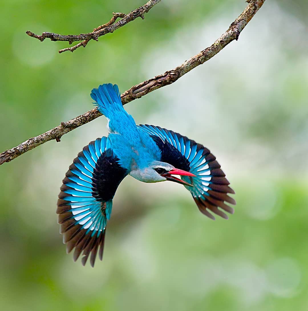 Woodland Kingfisher Migration